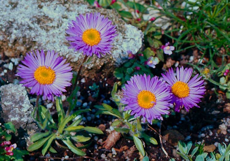 Aster alpinus – This beautiful species has a great variability. It ...