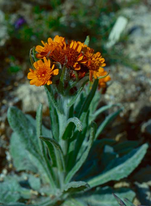 Tephroseris integrifolia ssp. capitata ( Senecio capitatus ) - This ...