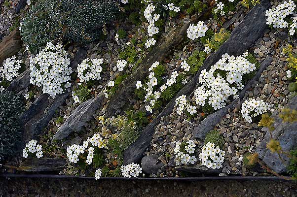 Androsace -Troughs – Androsace cylindrical x hirtella grow well in my ...