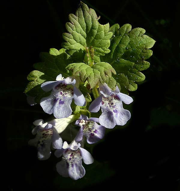 Glechoma hederacea – This species is native to Europe and south-western ...