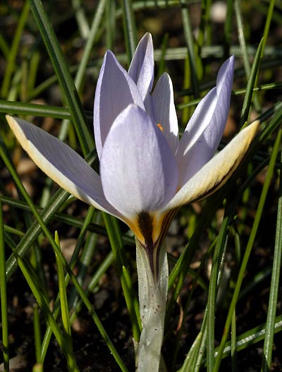 Corydalis cava f. alba