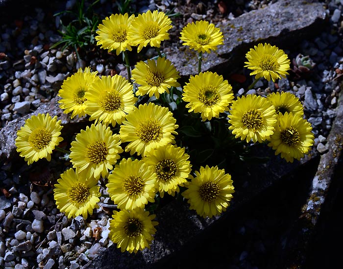 New Page 3 [franz-alpines.org]