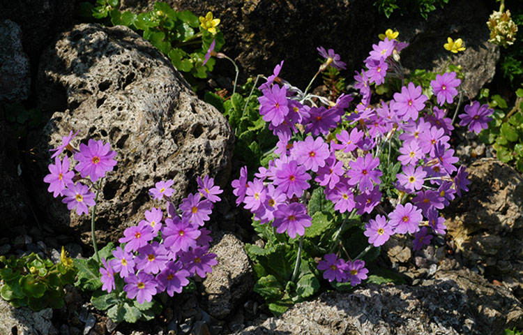 Primula frondosa – This beautiful plant is native to central Bulgaria ...
